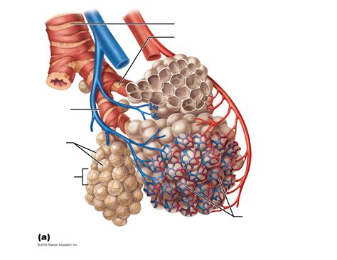 Respiratory Zone Summary At Keith Herrera Blog