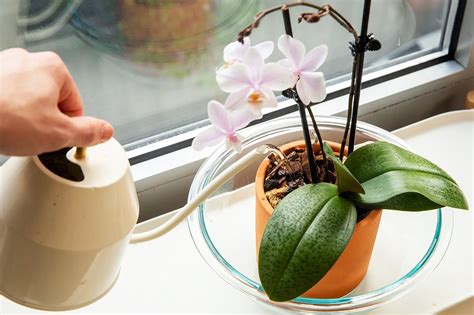 Як поливати орхідею щоб вона цвіла
