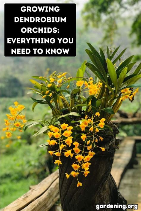 Growing Dendrobium Orchids Everything You Need To Know Dendrobium