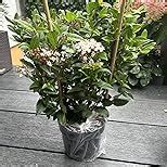 Immergrüner Winterschneeball Gwenllian Viburnum Tinus Immergrün