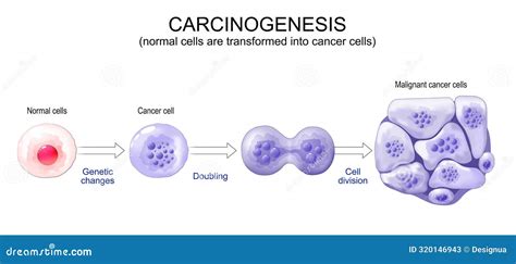 Carcinogenesis From Genetic Mutations To Malignant Cancer Stock Vector