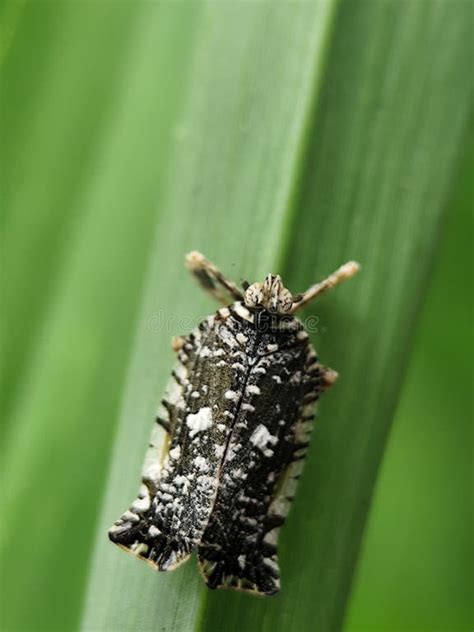 Tiny Patterned Planthopper On A Green Leaf Close Up Insect Detail Stock Image Image Of Flower