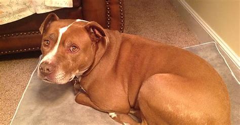 Poochini Album On Imgur