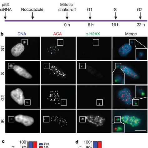 Micronuclei From Lagging Chromosomes Develop Dna Breaks A Schematic Of Download Scientific