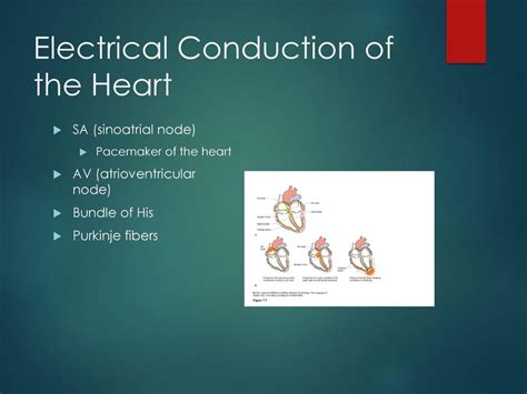 Cardiovascular System Ppt Download