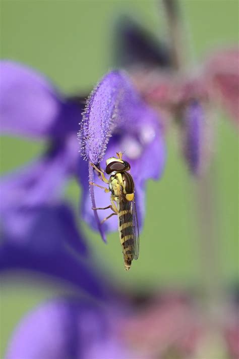 Hoverfly 昆虫 动物 Pixabay上的免费照片 Pixabay