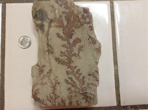 Some Fossils And A Petrified Wasp Nest Collectors Weekly