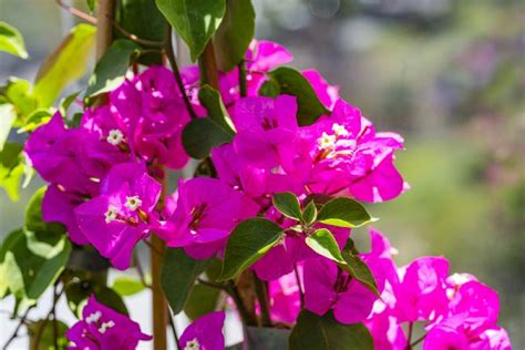 Haz Que Tus Bugambilias Estallen De Flores Esta Primavera Con Este