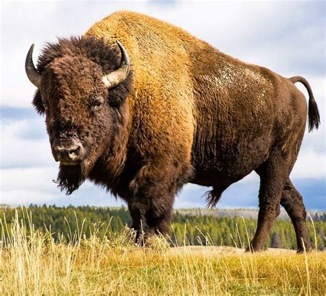 American Bison Art Majestic Buffalo In North American Wildlife