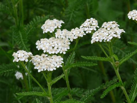 Achillea Millefolium Duizendblad Bloemenpark Appeltern