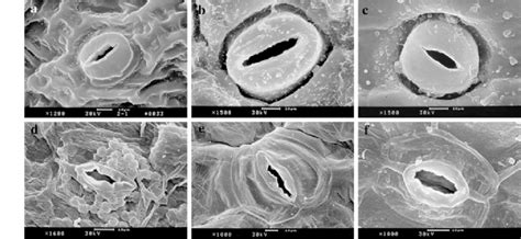 Stomata Microscope Open