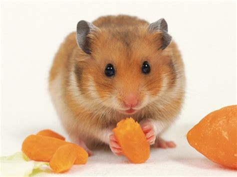 Nossos Hamsters Hamsters