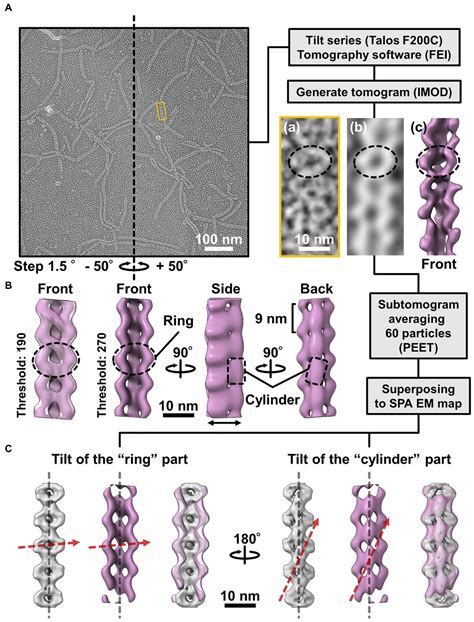 Frontiers Isolation And Structure Of The Fibril Protein A Major