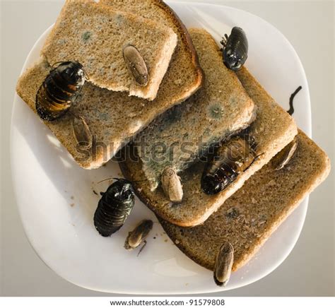 Infested With Roaches Roach Cockroach Insect