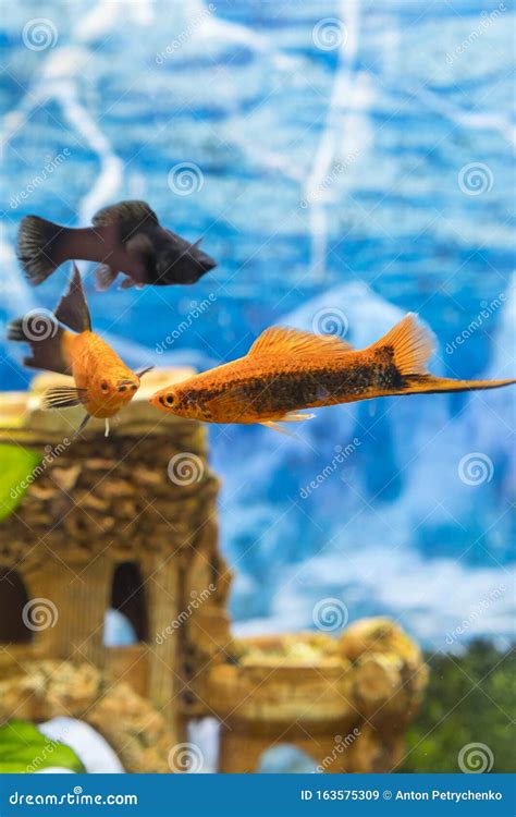 Tropische Farbenfrohe Fische Schwimmen Im Aquarium Mit Pflanzen Goldfisch Carassius Auratus