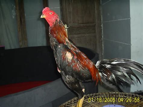 Jual Ayam Bangkok Murah ~ Ayam Bangkok Aduan Budidaya Ayam Birma Saigon