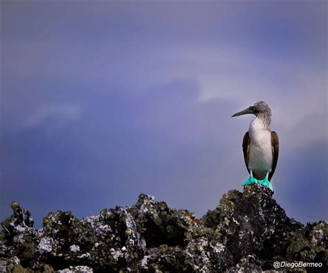 Parque Nacional Galápagos Ecuador ~ Parquesymuseos ~