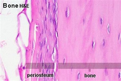 Anatomy Development And Growth Of The Skelton Flashcards Quizlet
