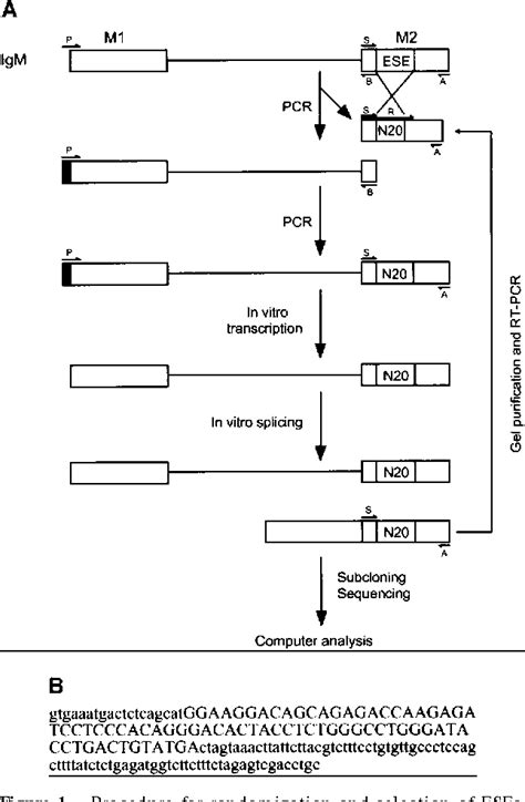 Figure 1 From Identification Of Functional Exonic Splicing Enhancer