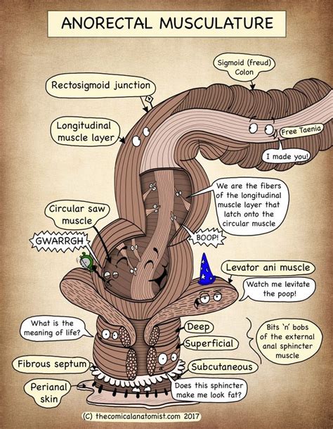 Please Follow And Like Us Medical Anatomy Human Anatomy And