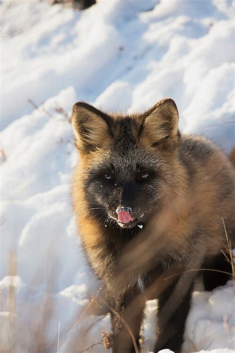 ‘cross Fox Vulpes Vulpes Licking His … License Image 70487296