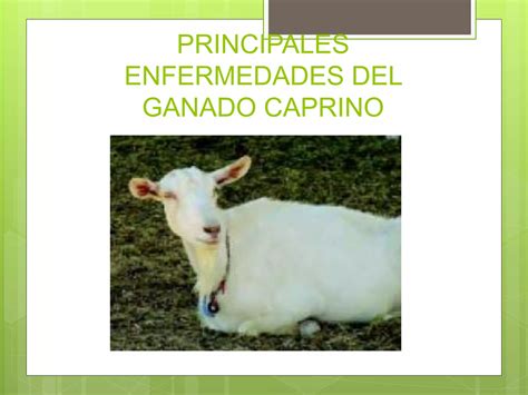 Principales Enfermedades Caprinas Pptx