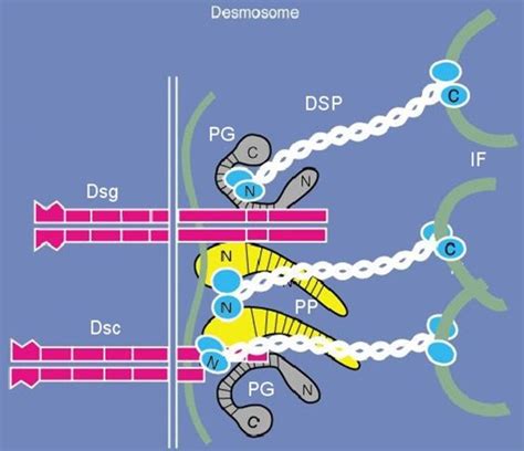 Scheme Of The Molecular Structure Of The Desmosome Site Of Defective