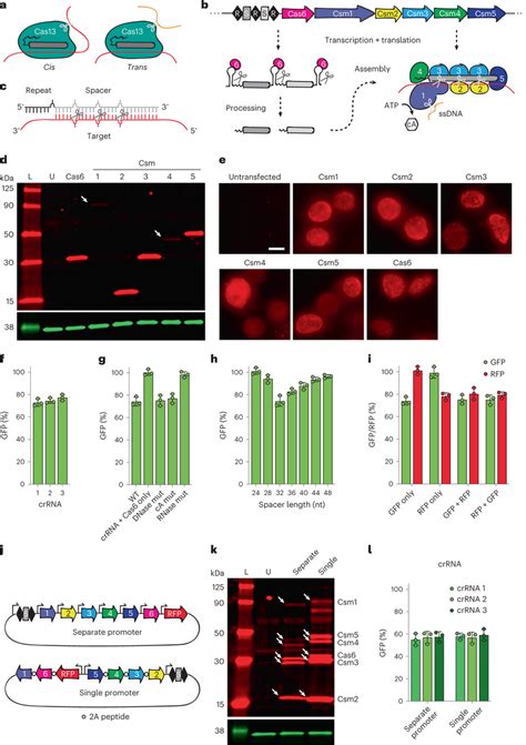 An All In One Type Iii Crispr Cas System In Human Cells A Diagram