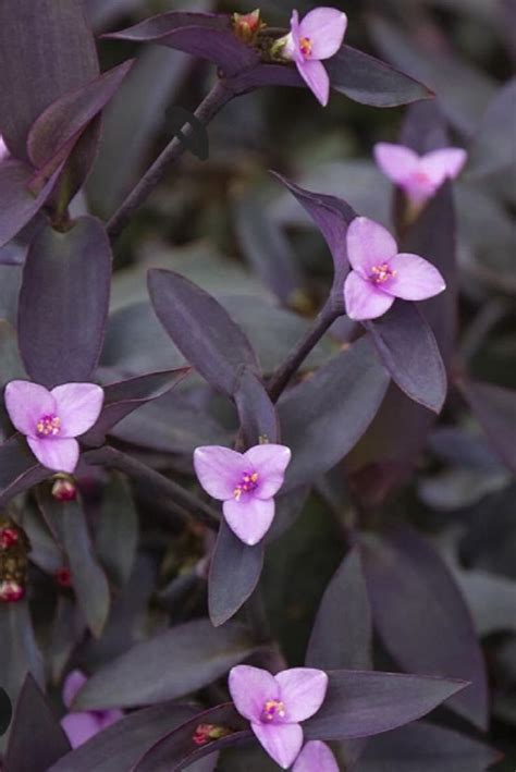 3 Live Purple Heart Cuttings Easy To Grow Organic Purple Heart Purple