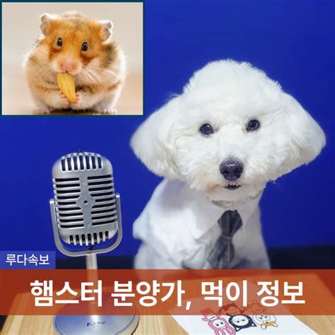 햄스터 분양가 먹이 얼마인지 알아봤어요 네이버 블로그