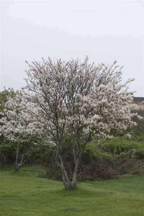 Shad Tree — 41 North Montauk