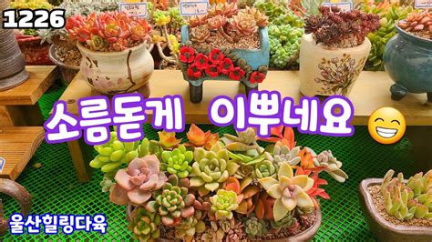 23년12월26일 울산힐링다육 소름돋게 이뿐아이들 홍매화 린들레이금 워터메리 흑법사철화 블랙캐시미어 온슬로우 매직쨈골드