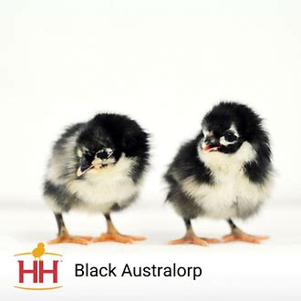 All About The Black Australorp Chicken Breed Flockjourney