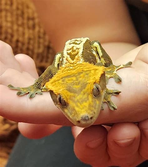 Nose Scab Rcrestedgecko