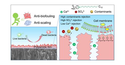 High Performance Nanofiltration Membrane With Dual Resistance To Gypsum Scaling And Biofouling