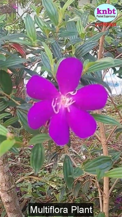 Knbt Multiflora Plant Melastomataceae Flower Youtube