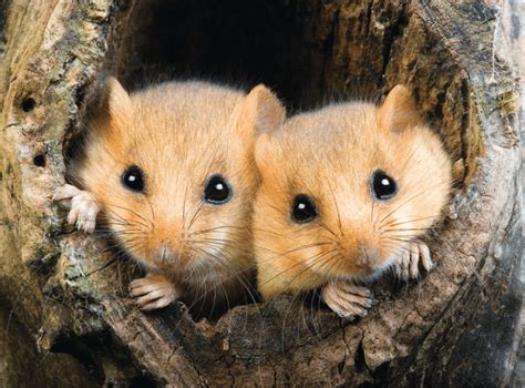 Discover The Mysterious Life Of The Edible Dormouse From Ancient
