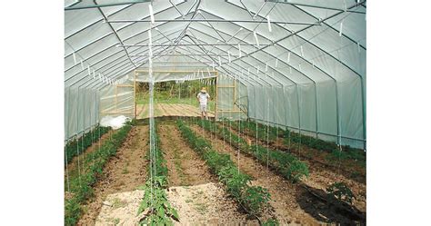 Пет от най важните неприятели които вредят по растенията в парници и оранжерии Български Фермер