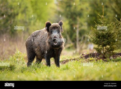 Cute Wild Boar Sus Scrofa Standing On The Forest Clearing Funny