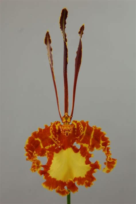 Psychopsis Mariposa Papilio X ‘kalihi Elite Orchids