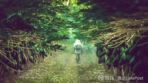 集装箱里种生菜，如何降本增效？ 能精密控制土壤、水分、光照等农作物生长需要的关键条件；可以有效减少 化肥农药 用量、提高农作物产量；不受地理