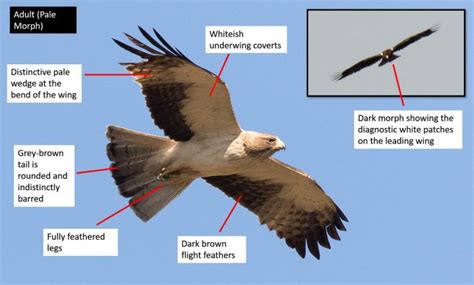 Booted Eagle Aquila Pennatus Bdi