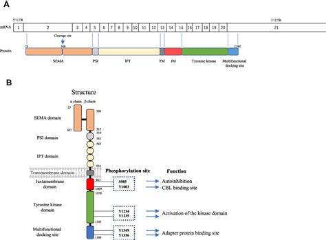 Lung Cancer With Met Exon 14 Skipping Mutation Lctt