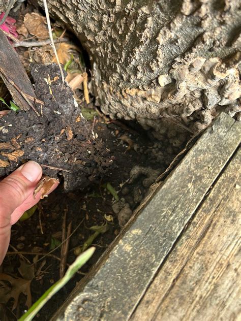 Sick Tree Help Fort Worth Arborist Co