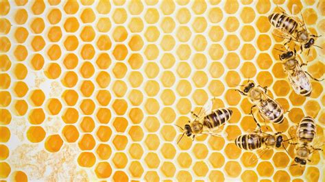 Differenza Tra Api E Vespe Qual è La Differenza Tra