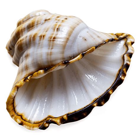 [200 ] Conch Shell Png Images