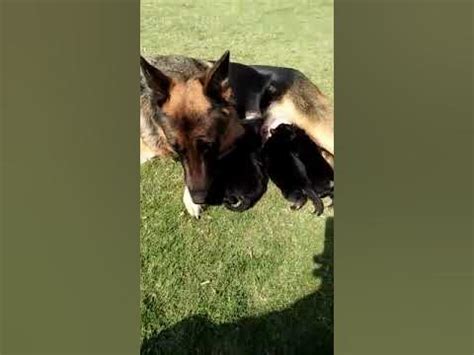 German Shepherd Female Mother Very Caring About Puppies 🥺🥺🔥🔥🔥 Trending Shorts Short Youtube