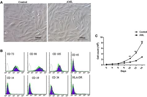 Growth Of Aml Bm Mscs And Healthy Bm Mscs Was Compared A The Download Scientific Diagram