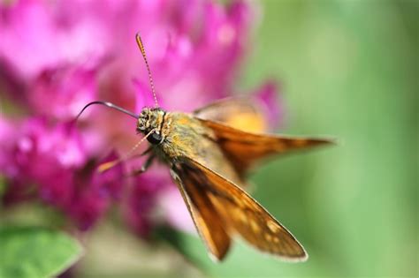 Premium Photo Moth Pollinating Flower