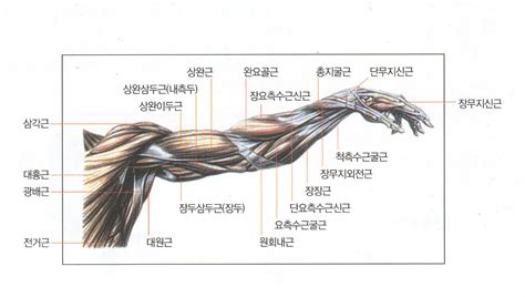 근육 이름 네이버 블로그